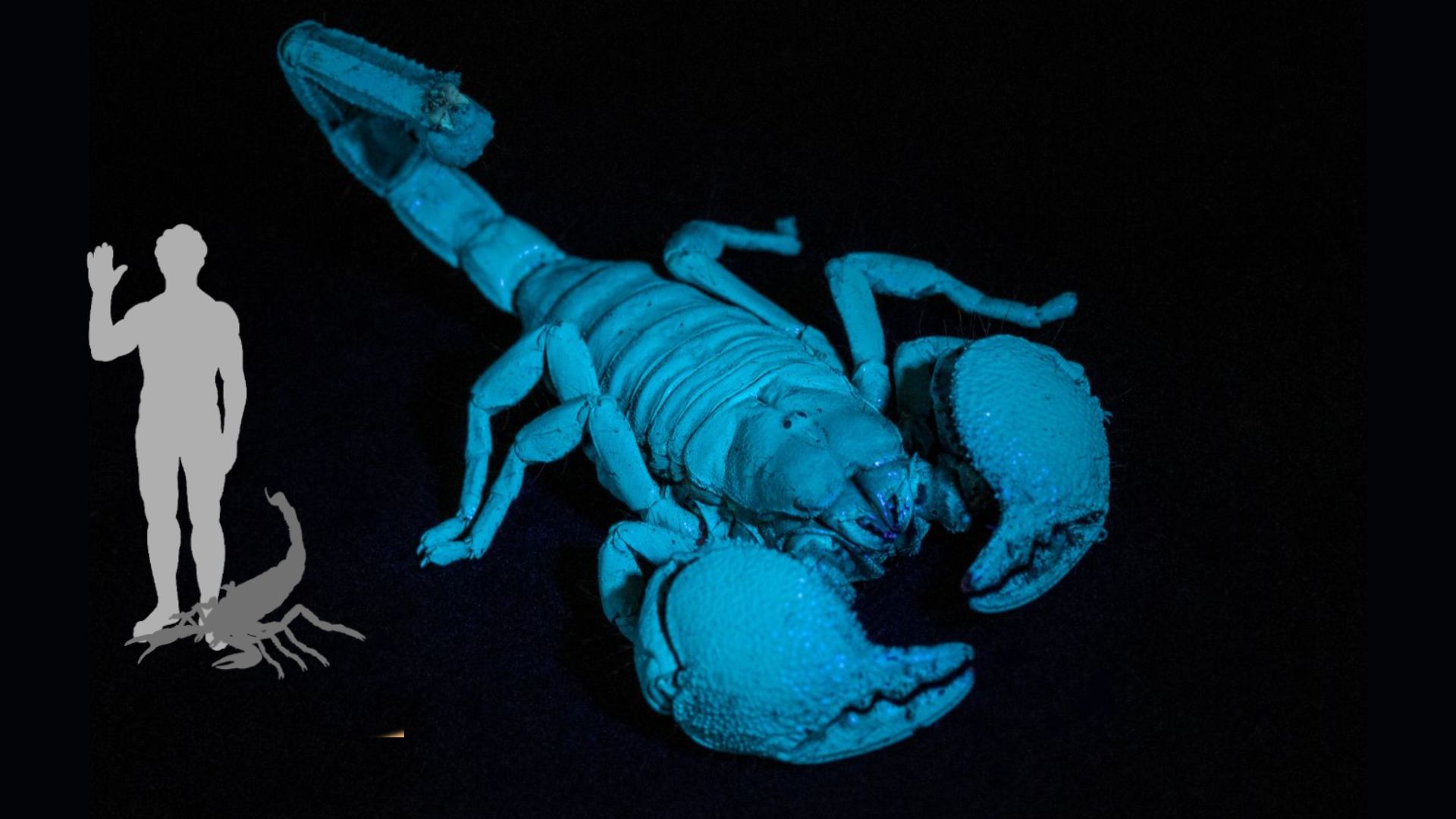 125-Million-Year-Old Fossil of Giant Prehistoric Scorpion Leaves ...