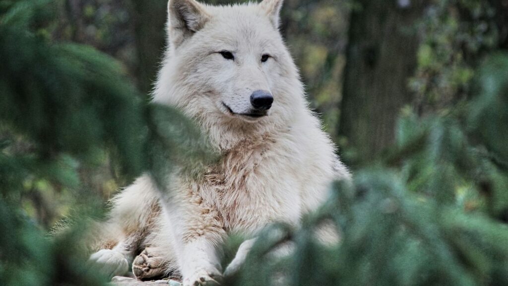 Biotech Firm Brings Extinct Wolf Back to Life With Ancient DNA - Pets ...