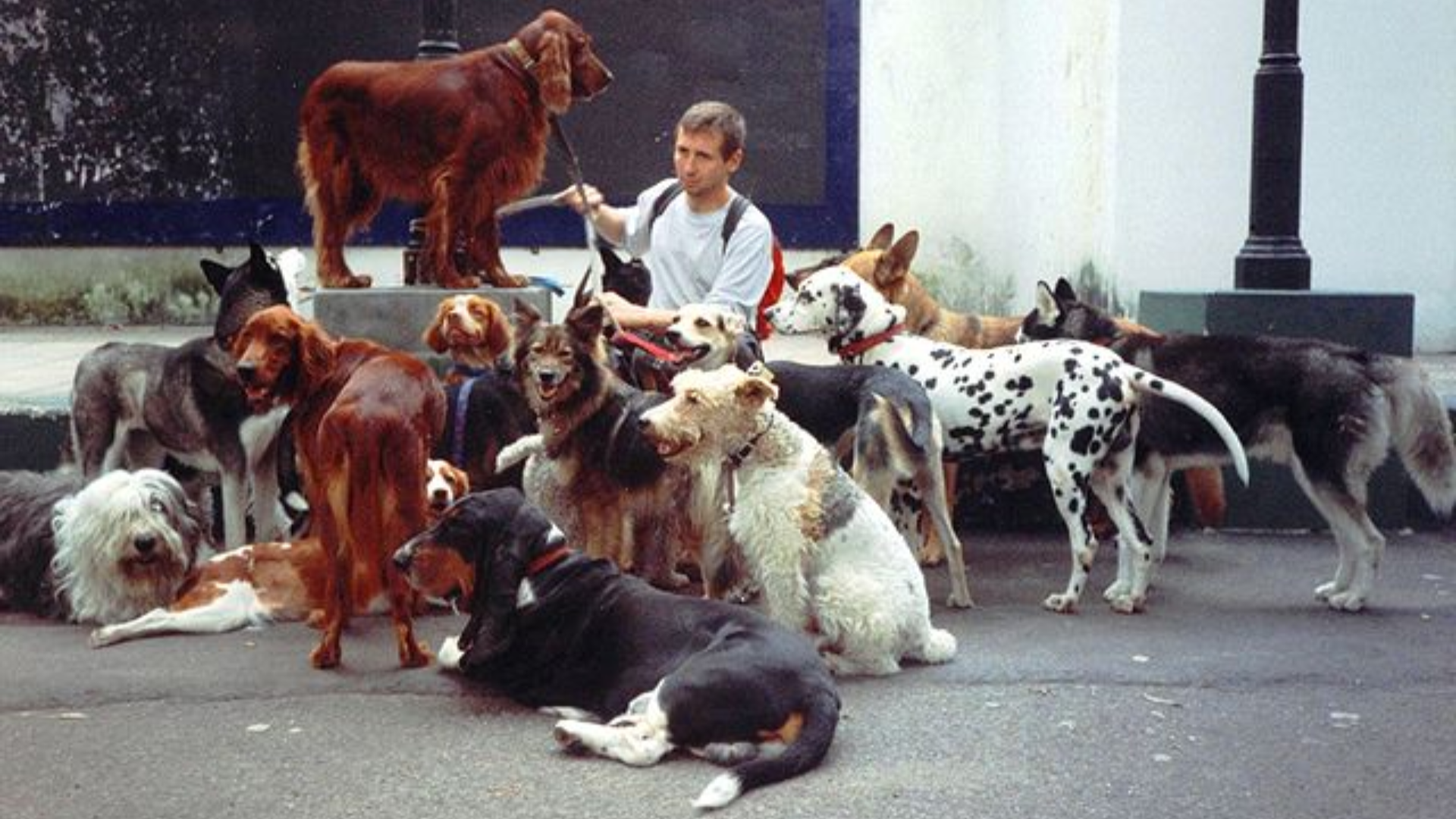 Pets Fanatic