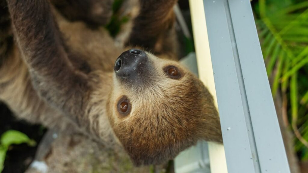 31 Sloths Died in an Unheated Orlando Warehouse After Their Destination ...