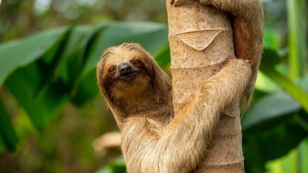 31 Sloths Died in an Unheated Orlando Warehouse After Their Destination ...
